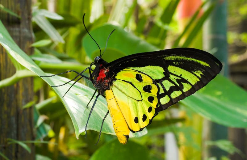 Goliath Birdwing Butterfly stock photo. Image of wings - 5866602