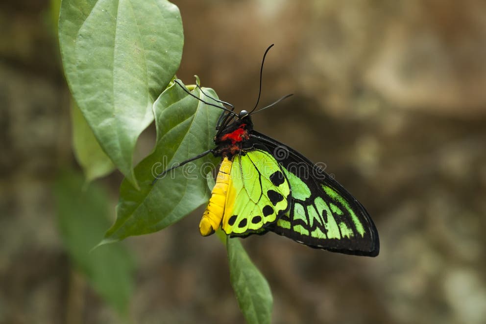 The Goliath Birdwing , Ornithoptera Goliath Stock Photo - Image of ...