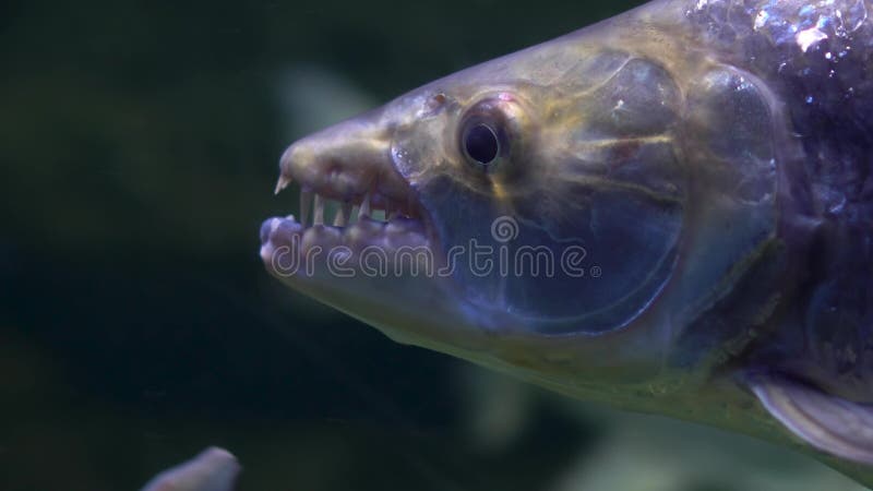Goliath Fish Quickly Swims in the River Under Water. the Face of a Fish ...