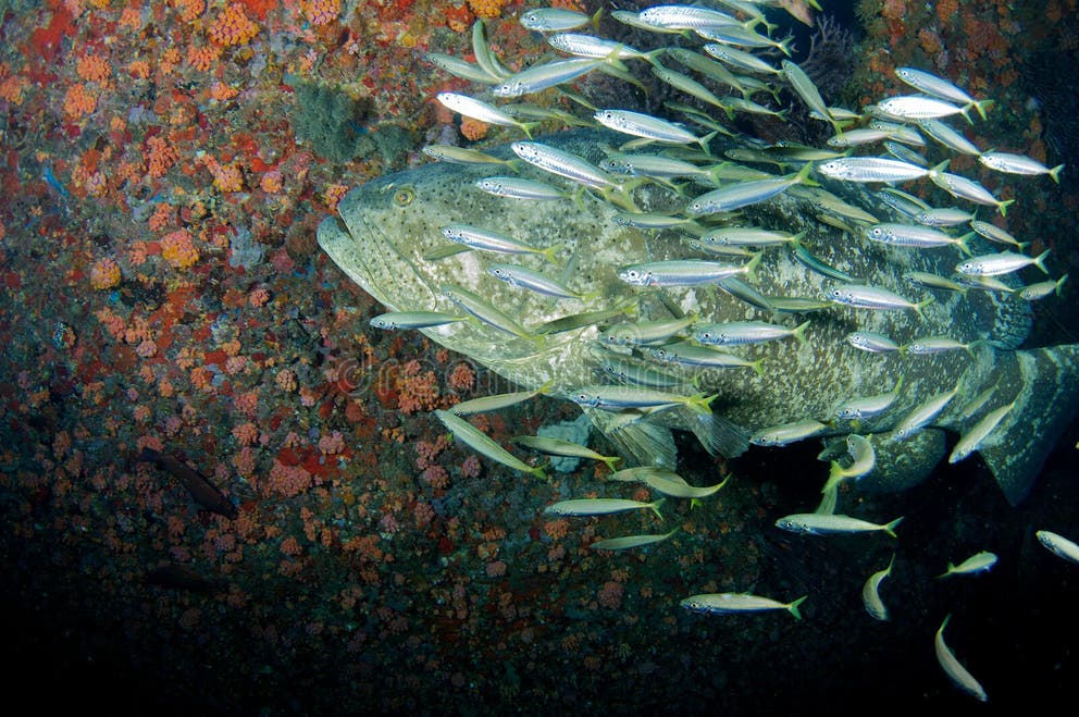 Goliath Grouper stock photo. Image of coral, atlantic - 21734176