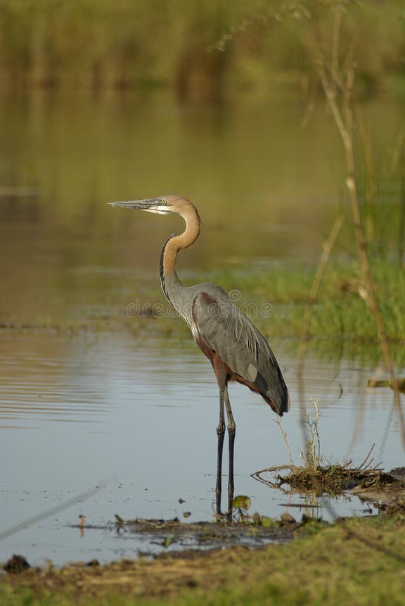 Goliath Heron stock image. Image of africa, standing - 16511571