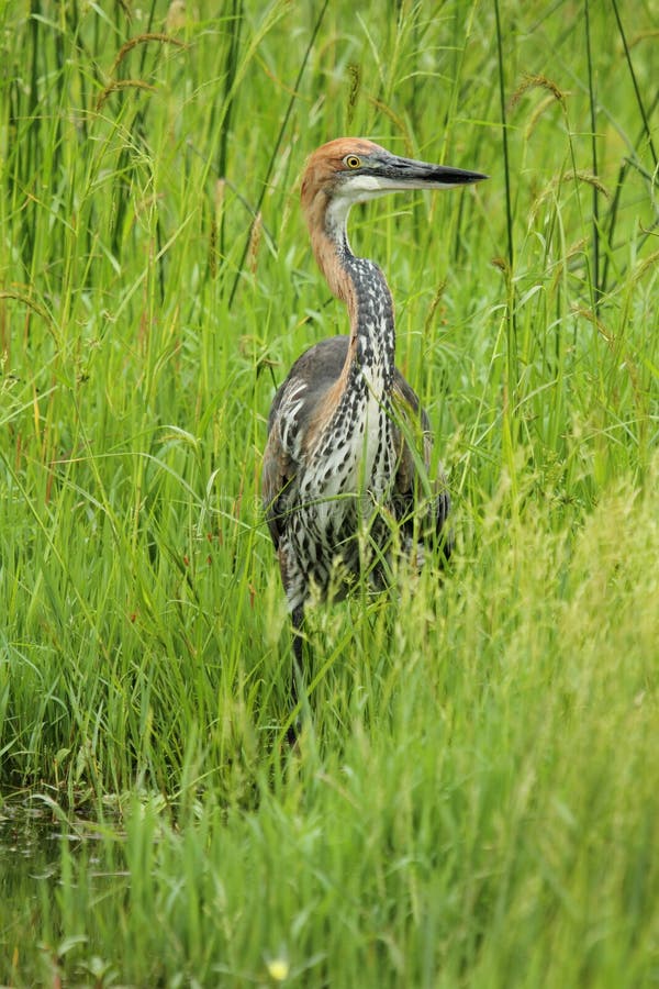 Goliath Heron stock image. Image of feathers, beak, green - 19342553