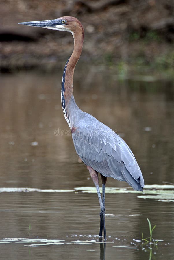 Goliath Heron stock image. Image of heron, national, animal - 977109