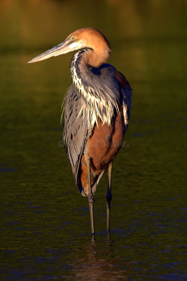 Goliath Heron stock image. Image of heron, national, animal - 977109