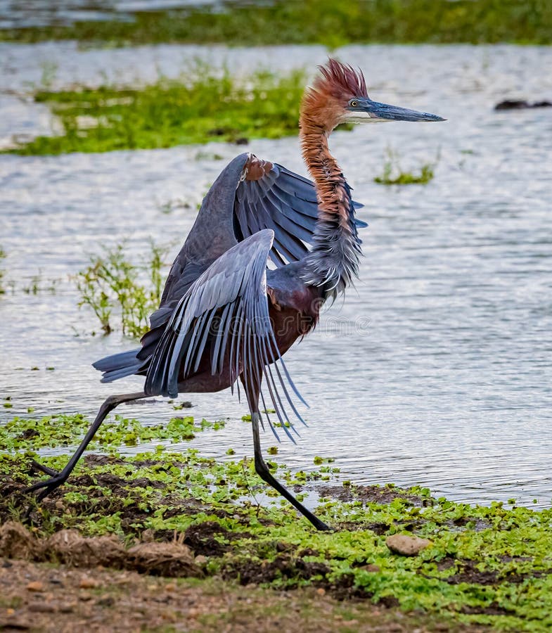 Goliath Heron , Ardea Goliath, is the Biggest Heron Stock Image - Image ...