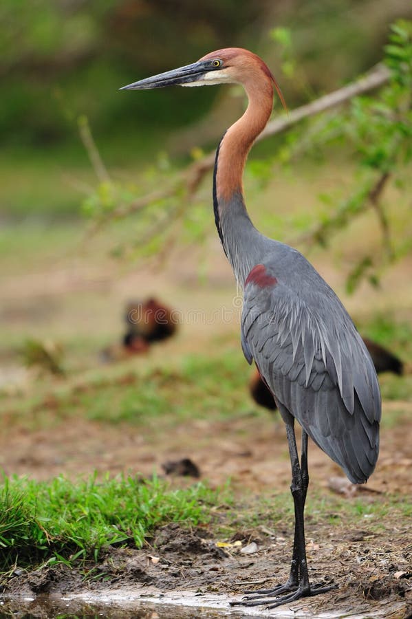 Goliath Heron (Ardea Goliath) Stock Photo - Image of southern, ardea ...