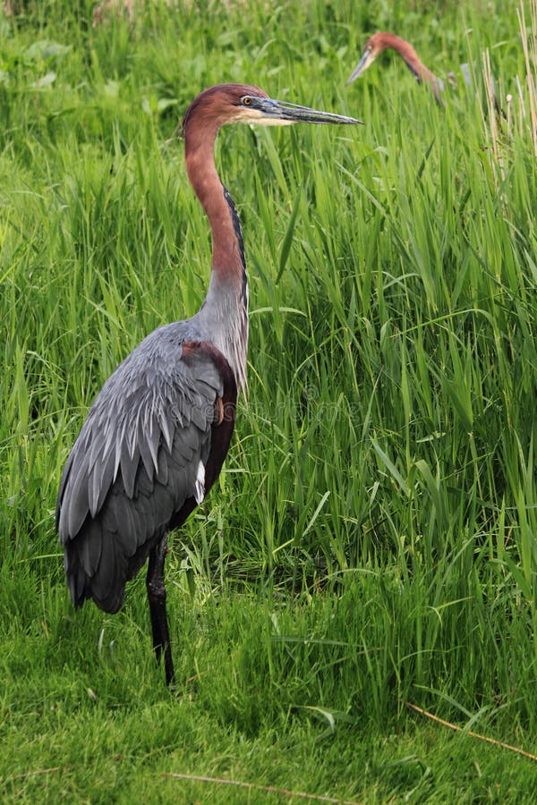 Goliath Heron stock photo. Image of giant, large, nature - 31549548