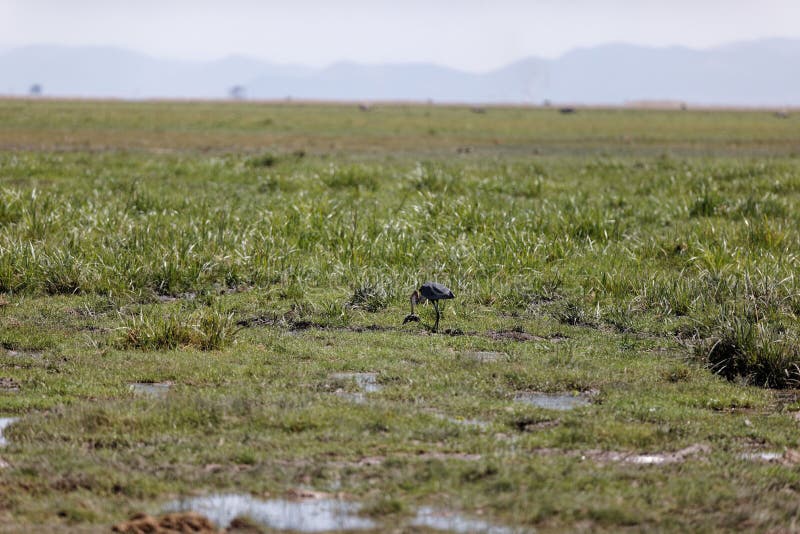 Goliath Heron Eating a Fish in a Green Field Stock Photo - Image of ...