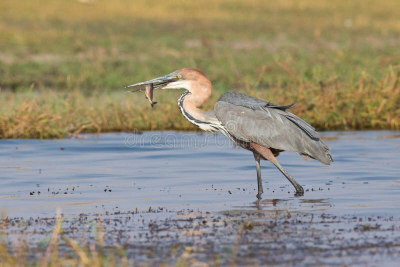 Goliath Heron with Fish in His Mouth Stock Image - Image of wildlife ...