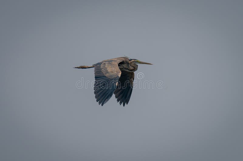 Goliath Heron Flies Under Perfect Blue Sky Stock Image - Image of lodge ...