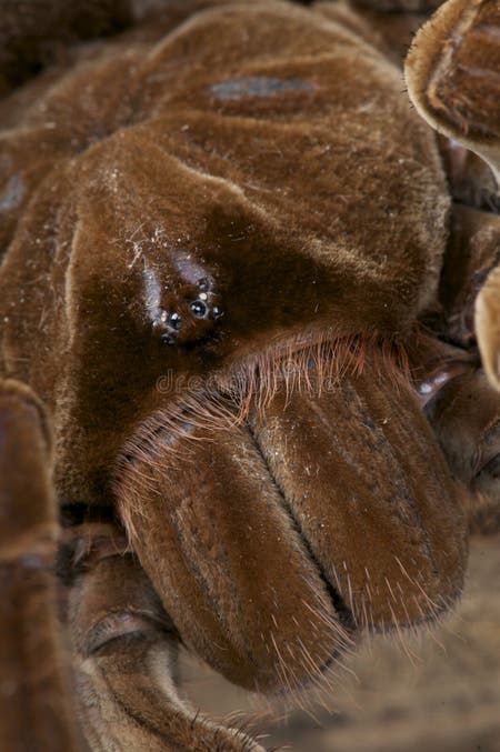 Goliath spider stock image. Image of eater, terrestrial - 25008505