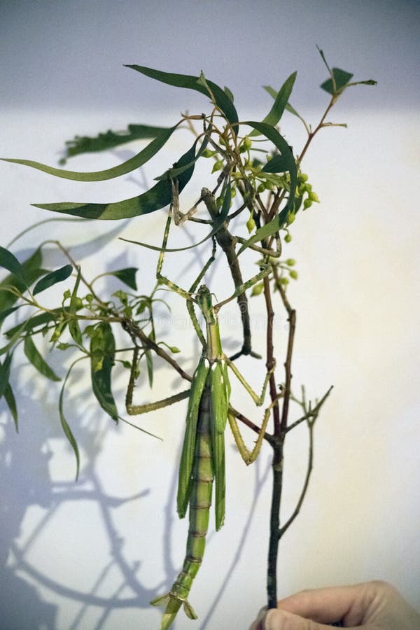 The Goliath Stick Insect Blends in with Its Back Ground Stock Photo ...