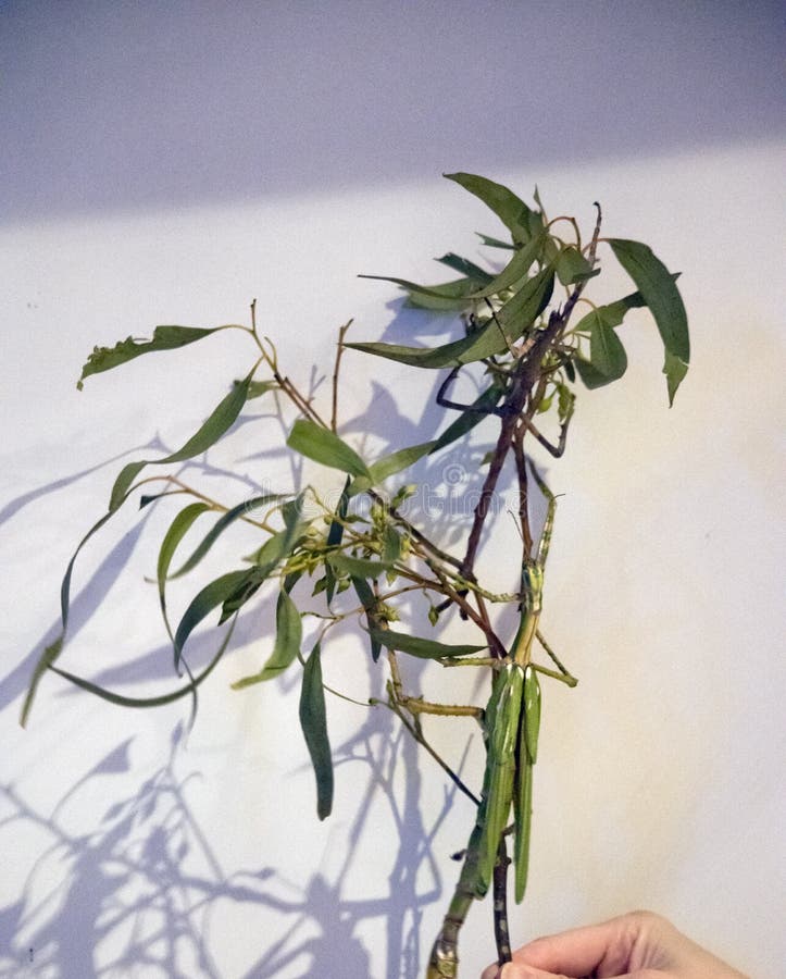 The Goliath Stick Insect Blends in with Its Back Ground Stock Image ...