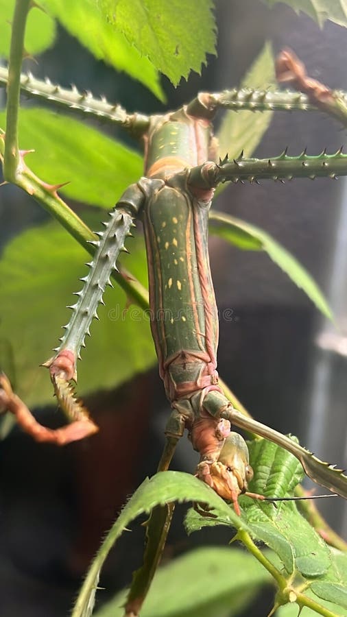 A Goliath Stick Insect stock image. Image of creepycrawly - 358900783