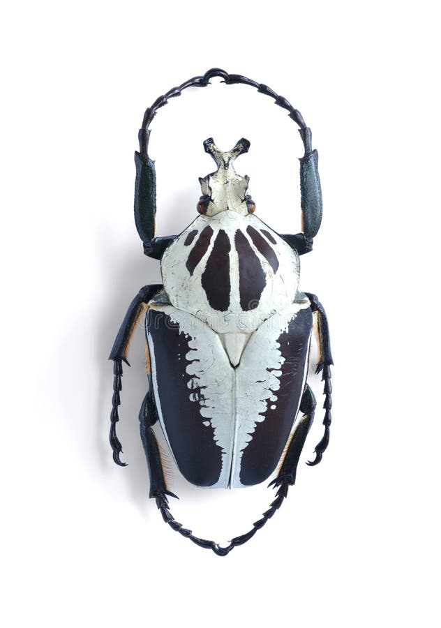 Goliathus Goliatus (magnus) Stock Photo - Image of museum, animals ...