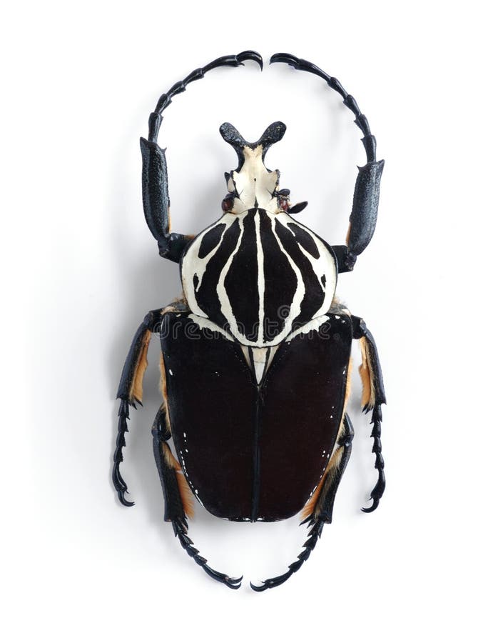 Alslutsky - Perfil del colaborador en Dreamstime