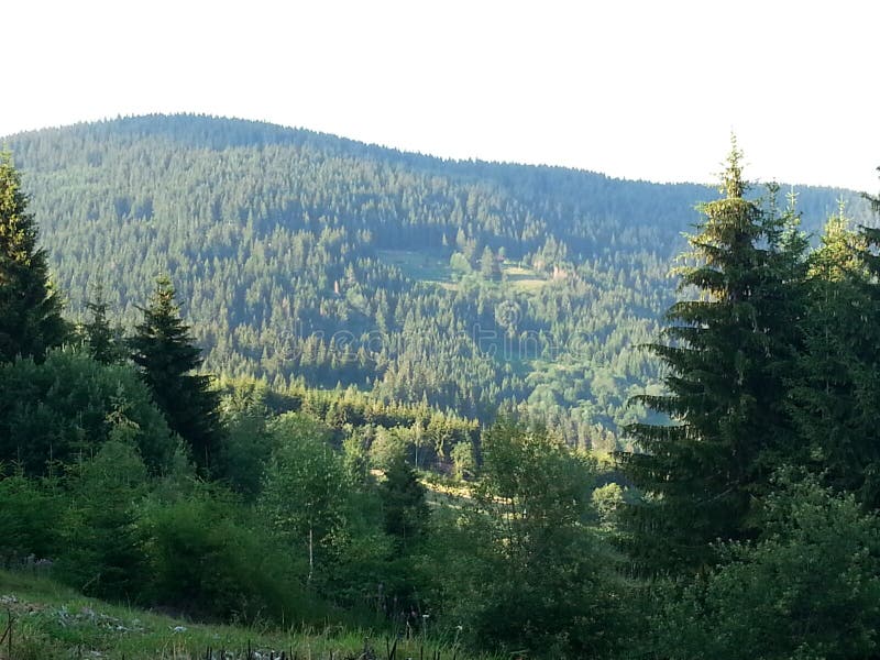 Golija, Serbia stock photo. Image of shrubland, serbia - 89603210