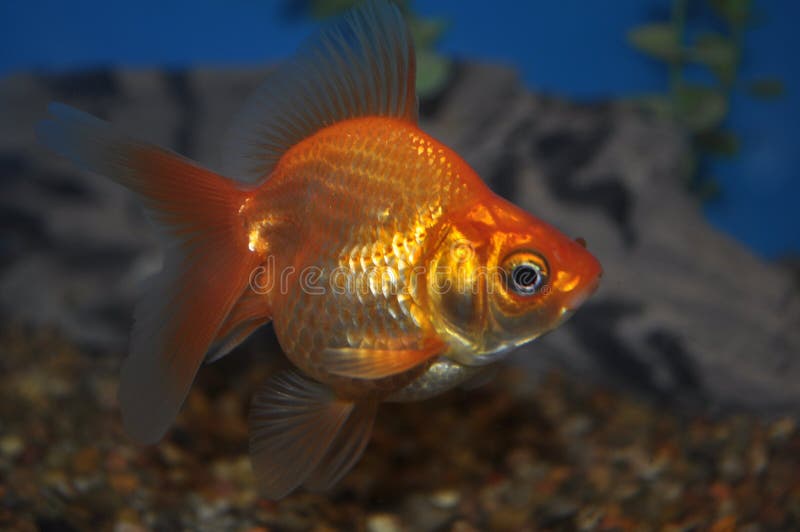 Golldfish stock foto. Image of dier, sinaasappel, goudvis - 38708256