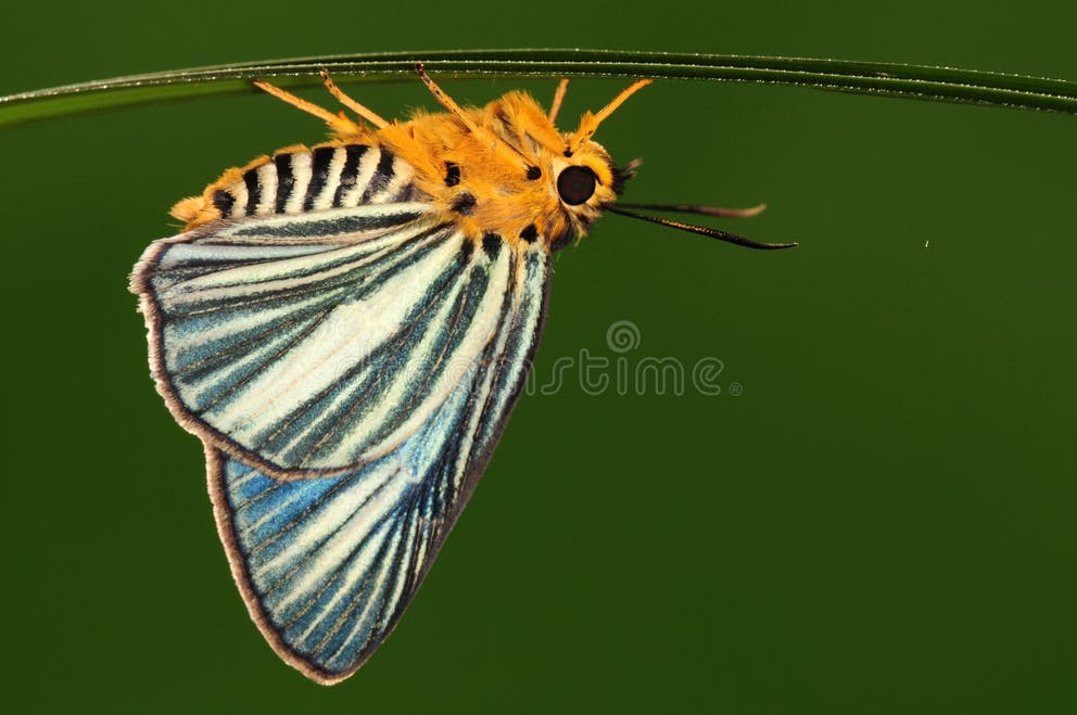 Gomata de Bibasis imagen de archivo. Imagen de color - 28673807