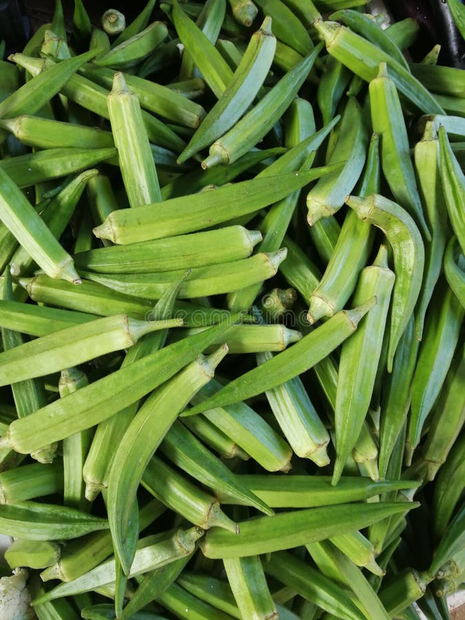 Gombo photo stock. Image du légume, gombo - 61605102