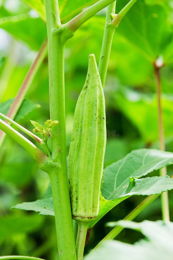 Gombo photo stock. Image du mangez, régime, coloré, groupe - 37810364