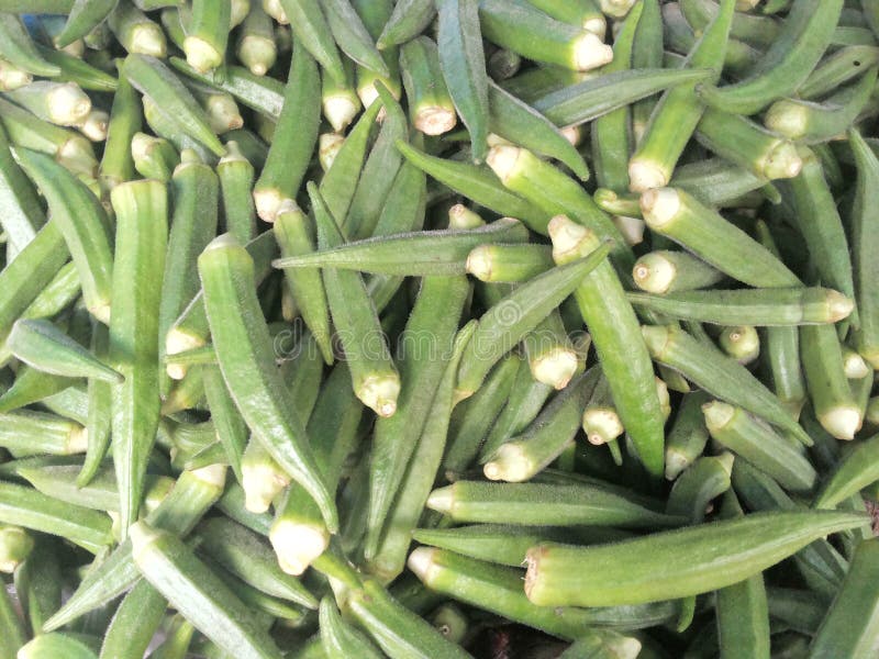 Gombo photo stock. Image du légume, gombo - 61605102