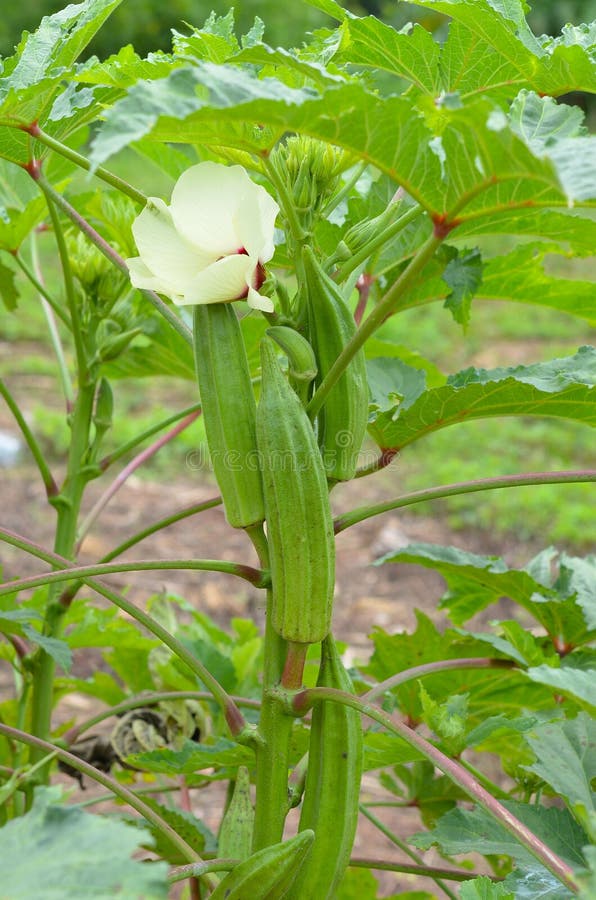 Gombo sur l'arbre image stock. Image du légume, jardin - 22212771