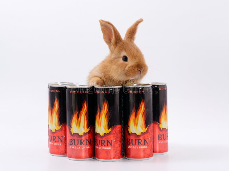 Gomel, BELARUS - March 23, 2023: Rabbit Symbol of the Year and Energy ...