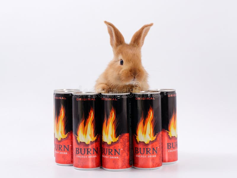 Gomel, BELARUS - March 23, 2023: Rabbit Symbol of the Year and Energy ...