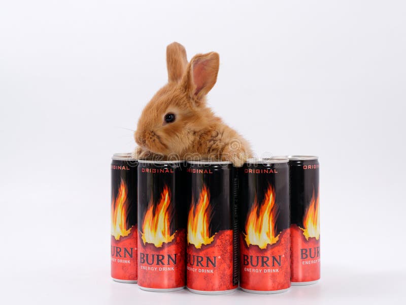 Gomel, BELARUS - March 23, 2023: Rabbit Symbol of the Year and Energy ...