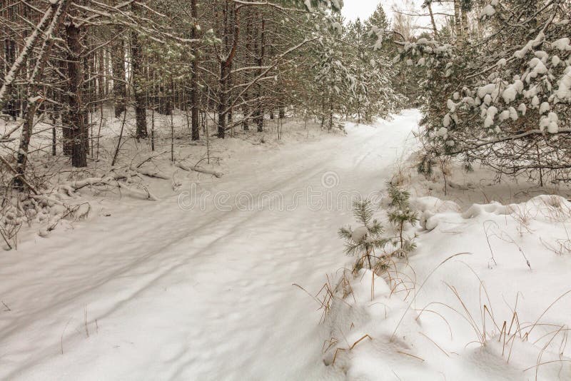 Gomel, Belarus - Snowy Winter in the Pine Forest Stock Image - Image of ...