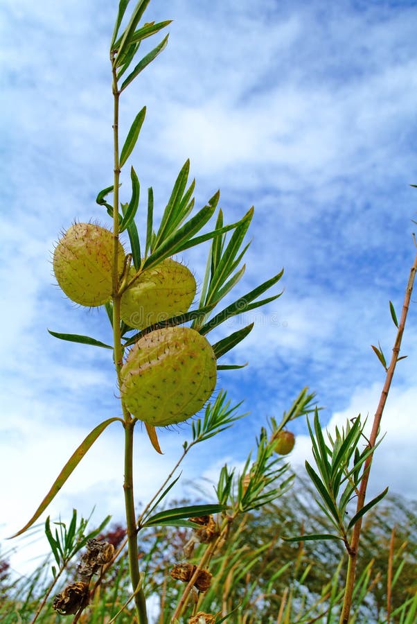 Gomphocarpus physocarpus stock image. Image of green - 70473561