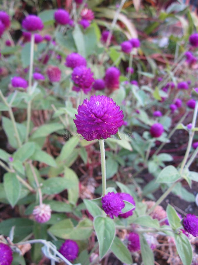 Gomphrena Globosa or Pearly Everlasting Flower. Stock Photo - Image of ...