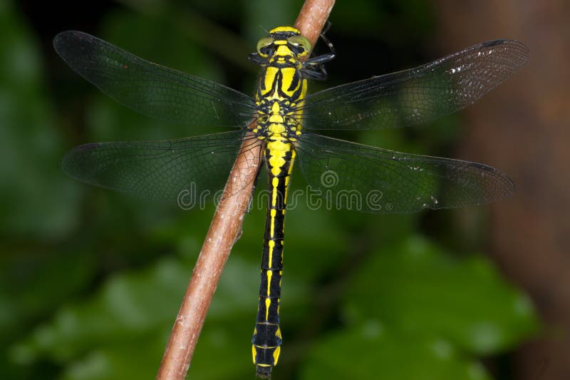 Club-tailed Dragonfly, Gomphus Vulgatissimus in Close-up Stock Photo ...