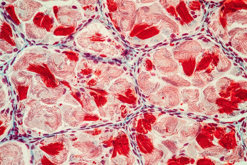 Gonadi con sperma fotografia stock. Immagine di testicoli - 196732216