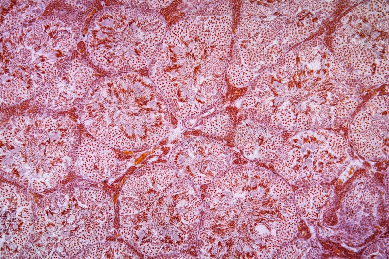 With sperm stock photo. Image of reproduction, frog - 196732382