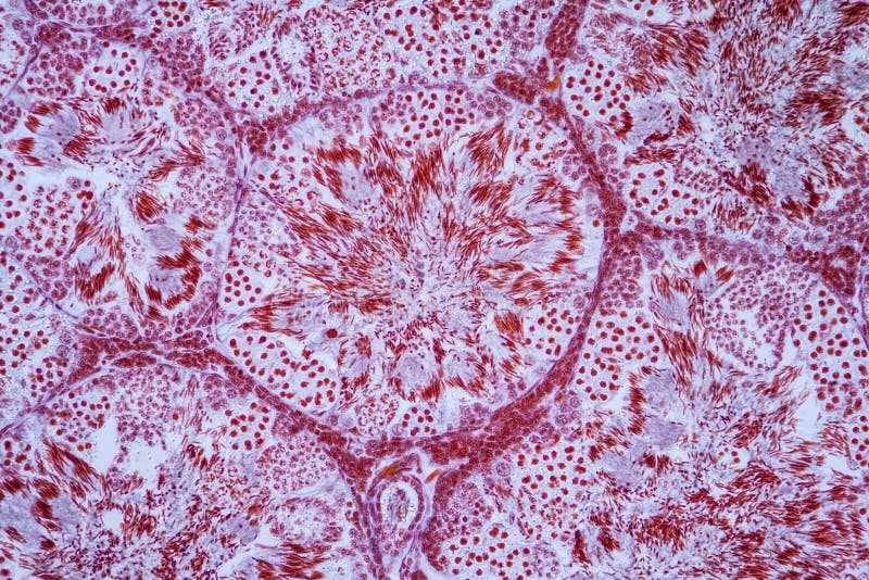 Rat Testicles with Sperm Tissue in Cross Section Stock Photo - Image of ...