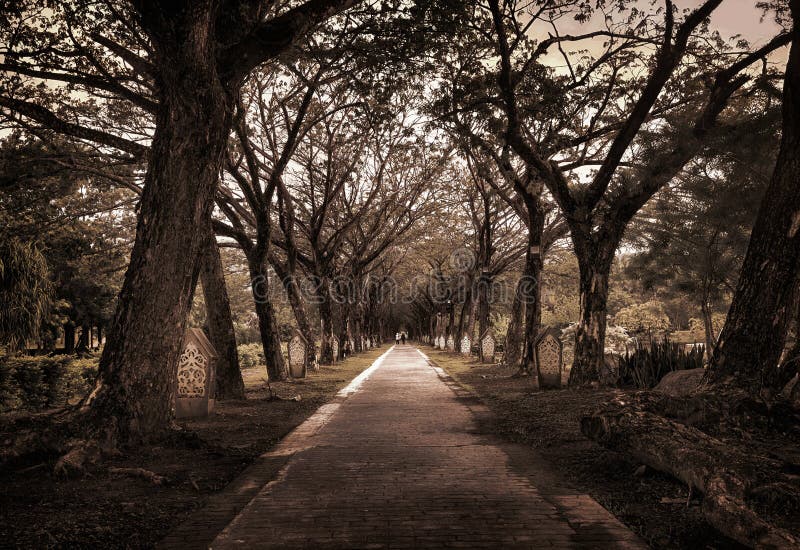 Gone stock image. Image of branches, walk, path, malaysia - 45358423