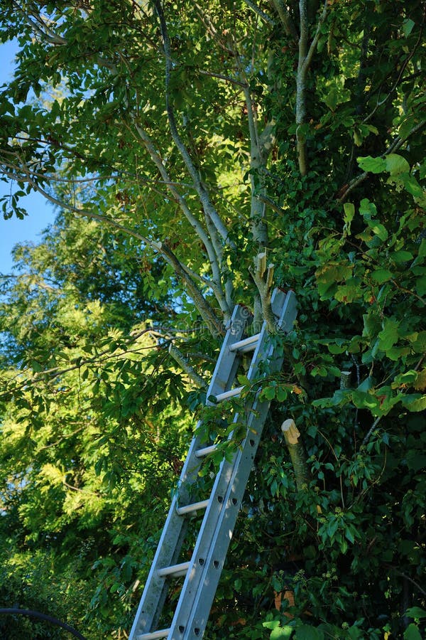 Ladder going up to a tree stock photo. Image of season - 15950352