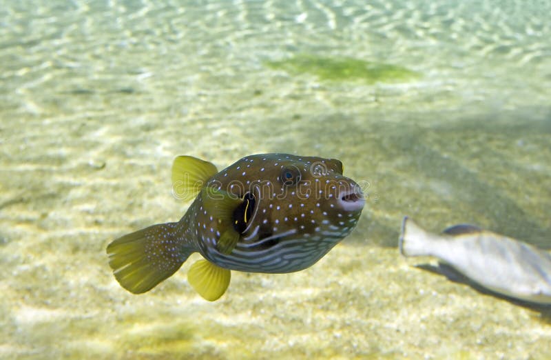 Gonflé photo stock. Image du éponge, tropical, poissons - 1091988