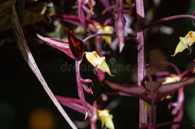 Gongora leucochila orchid stock image. Image of tropical - 334708819