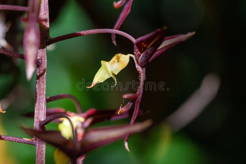 Gongora leucochila orchid stock image. Image of native - 334709015