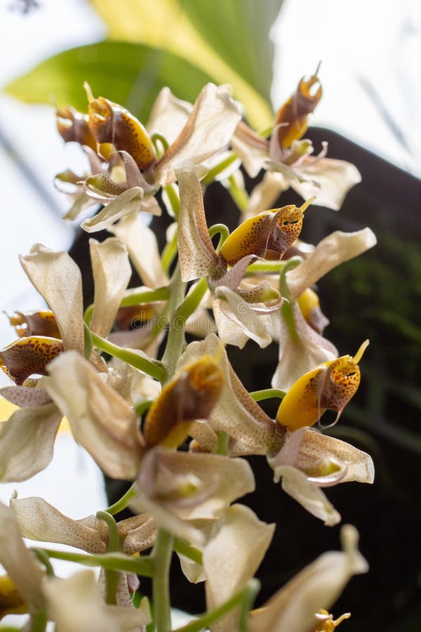 Gongora orchids stock photo. Image of shop, competition - 180842162