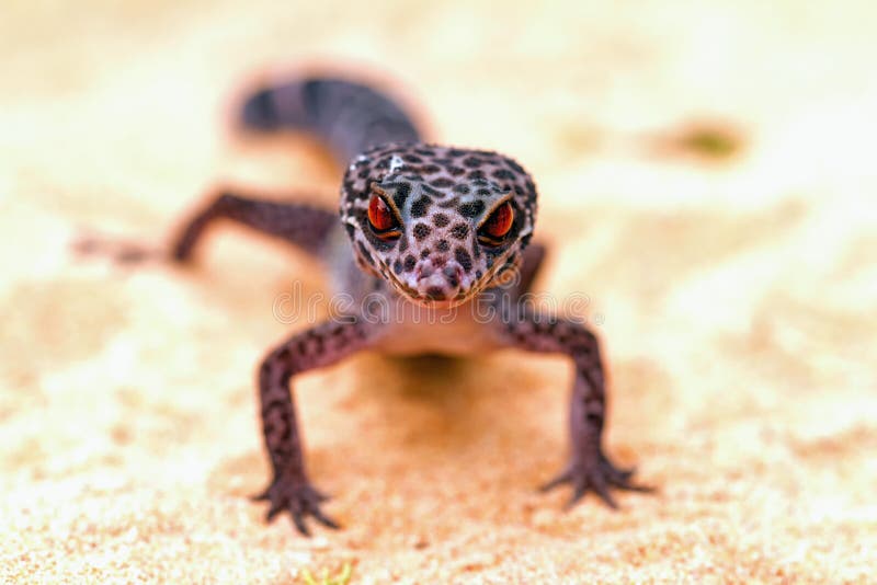Palmato Gecko Lizard in Namib Desert, Namibia Stock Image - Image of ...