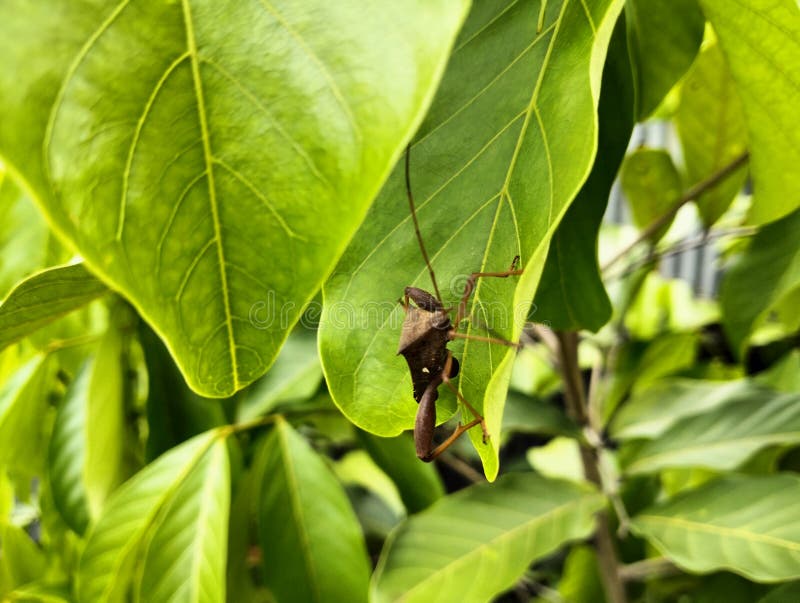 Gonocerus Acuteangulatus stock photo. Image of gonocerus - 267190286
