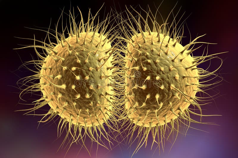 Gonococco O Meningococcus Dei Batteri Illustrazione di Stock ...