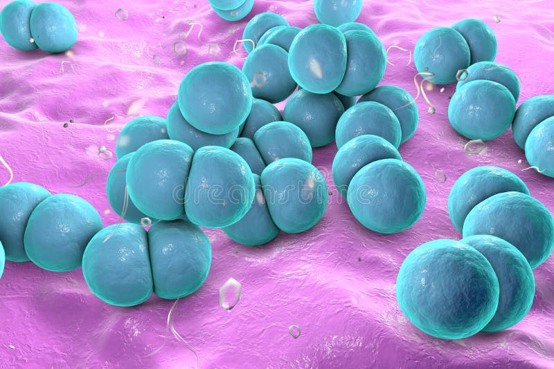 Gonococo O Meningococcus De Las Bacterias Stock de ilustración ...