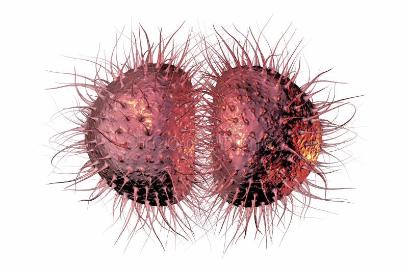 Gonococo O Meningococcus De Las Bacterias Stock de ilustración ...