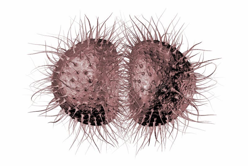 Gonococo O Meningococcus De Las Bacterias Stock de ilustración ...
