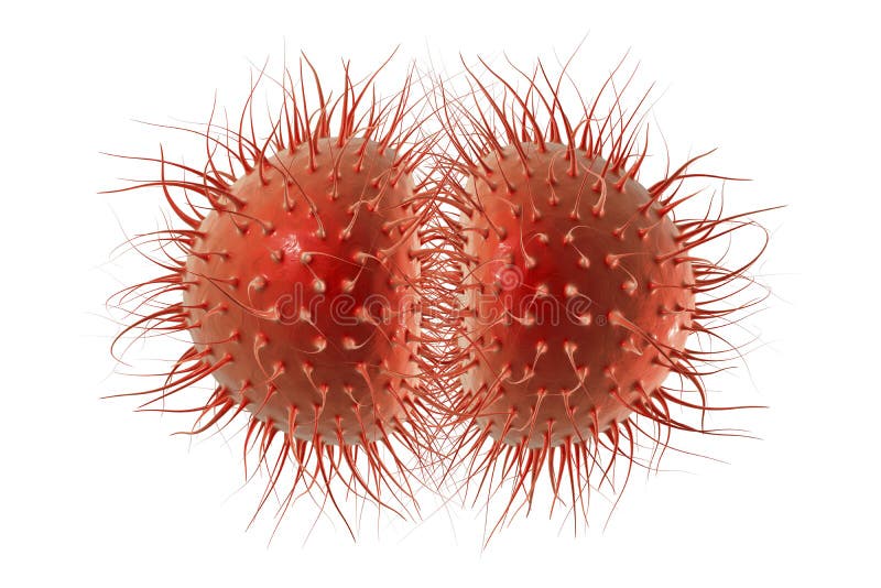 Gonocoque Ou Meningococcus De Bactéries Illustration Stock ...
